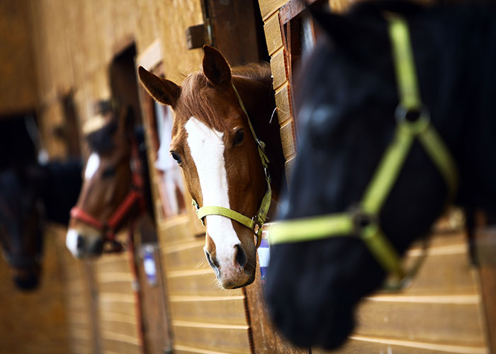 Demi-pension pour cheval à Besançon